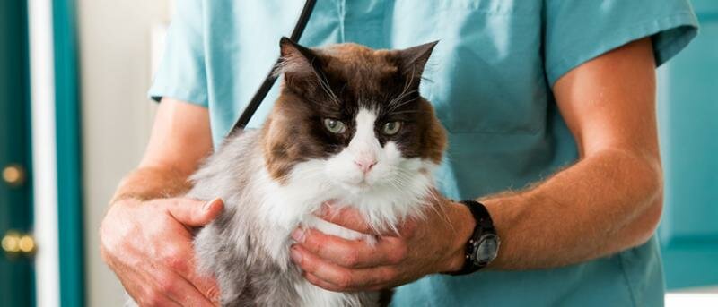 Veteriner klinikleri Clinica Veterinaria Lariana, , foto