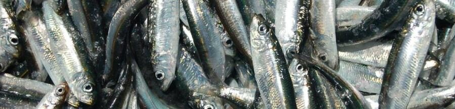 Toptan gıda mağazaları Pescados Gines E Hijos S. L, San Sebastian, foto
