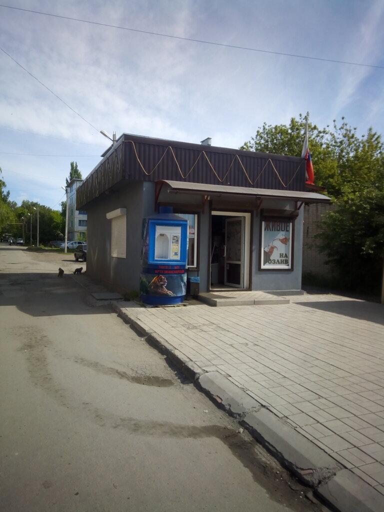 Bira dükkanı Zhivoye pennoye, Zverevo, foto