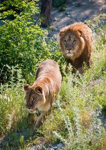 Safari Park (Krasnodar Territory, Gelendzhik, Zoo Safari-Park), hayvanat bahçeleri  Gelencik'ten