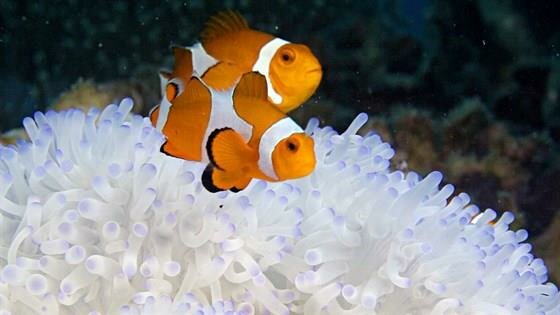Müzeler ve sanat galerileri Coral Reef Center, Moskova, foto
