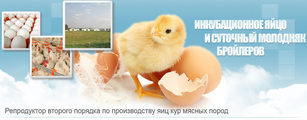 Hayvancılık Pervomaiskaja Ips, Krasnodarski krayı, foto