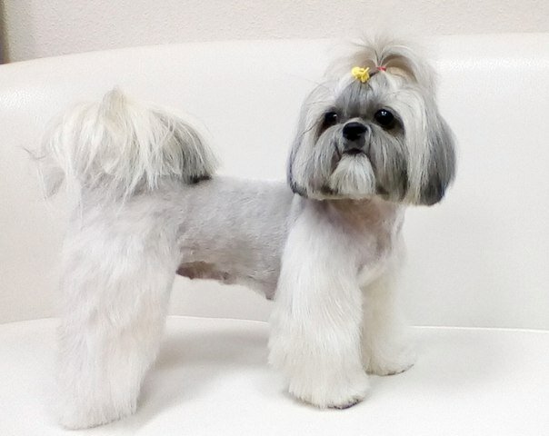 Evcil hayvan kuaförleri Bonifatsy, Voljski, foto