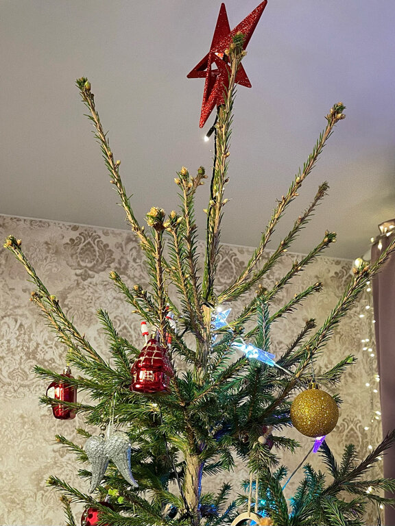 Yapay çam ağaçları ve süsleri Elochnaya 1 SPb, Peterhof, foto