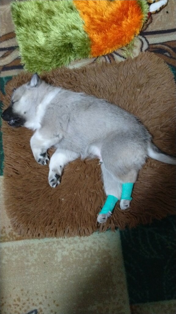 Veteriner klinikleri Upravleniye veterinarii Severnogo rayona Novosibirskoy oblasti, Novosibirskaya oblastı, foto