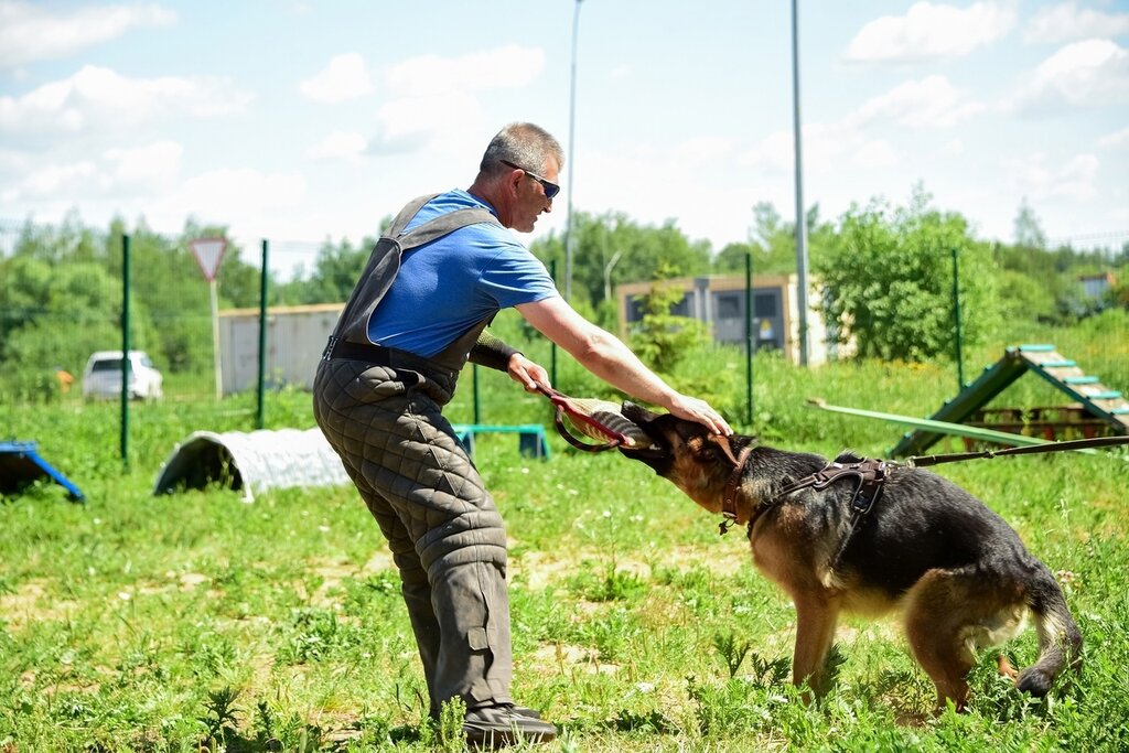 Köpek gezdirme alanları Учебно-дрессировочная площадка кинологический центр Цезарь, Tutayev, foto