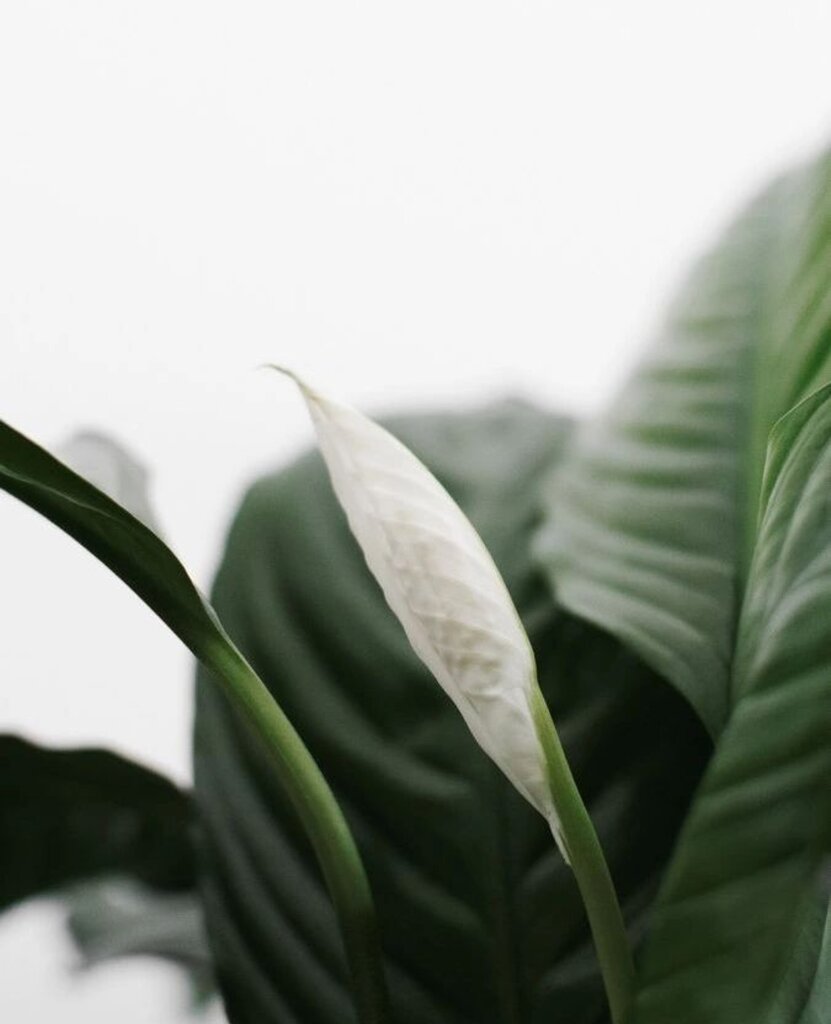 Kaş ve kirpik salonu Anna Kramer Studio, Şçolkovo, foto