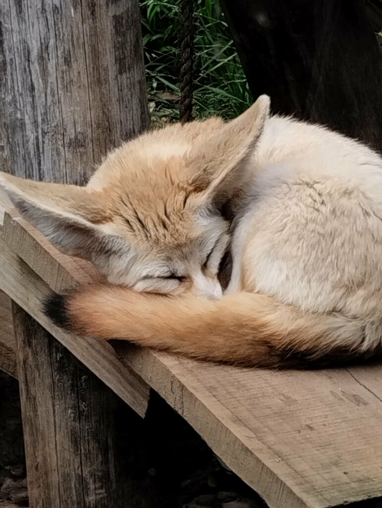 Hayvanat bahçeleri Johannesburg Zoo, Dünya, foto