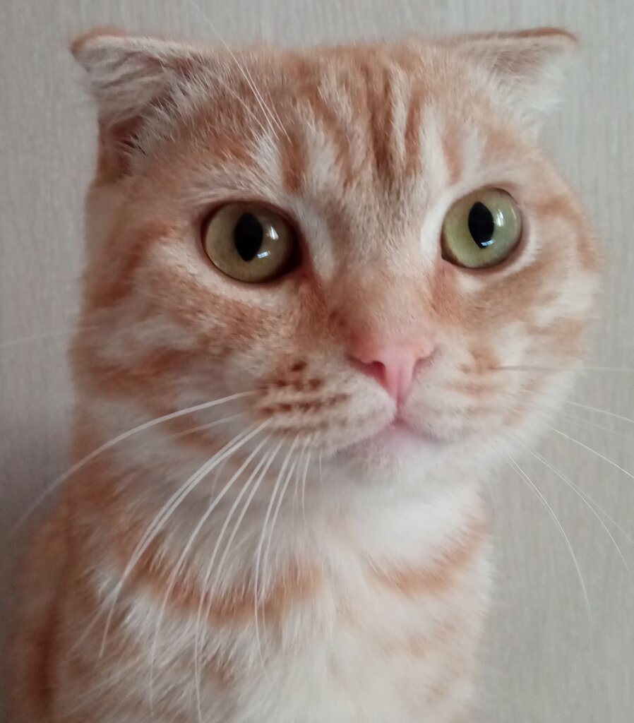 Veteriner klinikleri Vetgorstantsiya, GU, Mihaylovka, foto