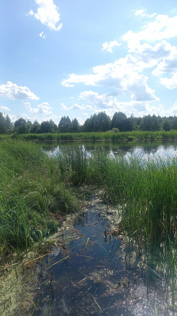 Plaj Пляж, Tambovskaya oblastı, foto