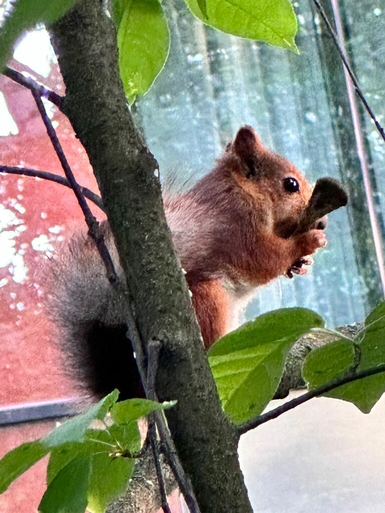 Hayvan muhafazaları Вольер Белки, Saint‑Petersburg, foto