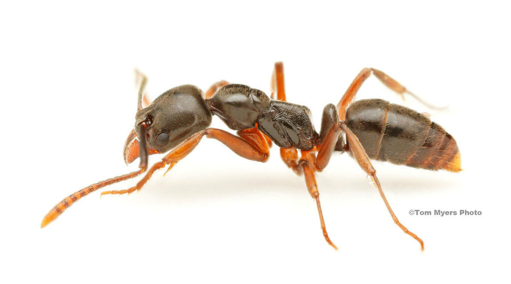 Haşere ilaçlama firmaları All-Rite Pest Control, Lexington, foto