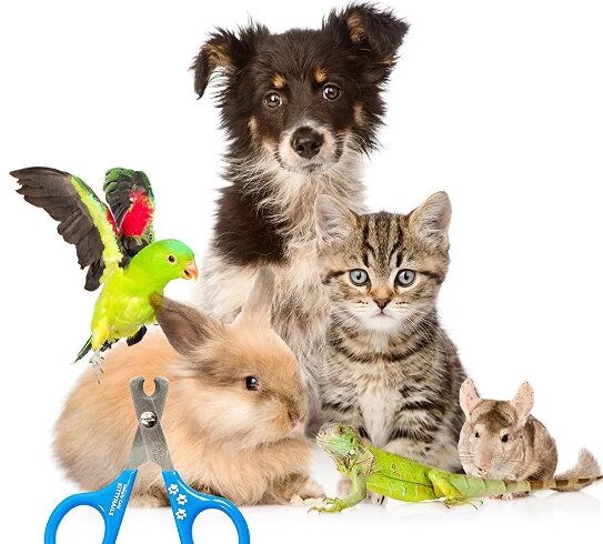 Petshop Пушистый друг, Bogorodsk, foto