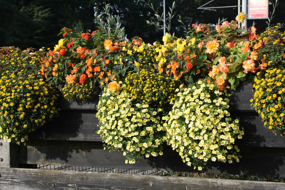 Çiçek teslimatı Blumen Kocks - Floristik - Friedhofsgärtnerei - Landschaftsbau, Mülheim an der Ruhr, foto