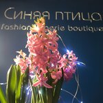 Blue bird (Perensona Street No:9), i̇ç giyim ve mayo mağazası  Krasnoyarsk'tan