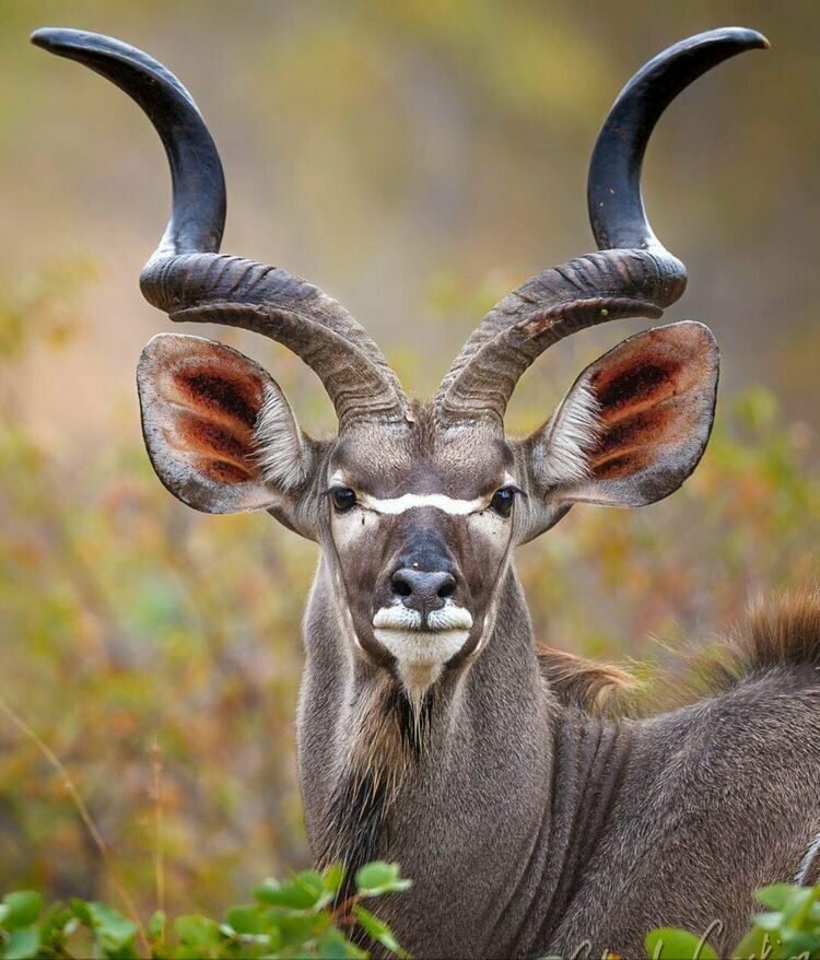 Orman Полевой лес, Kaliningradskaya oblastı, foto