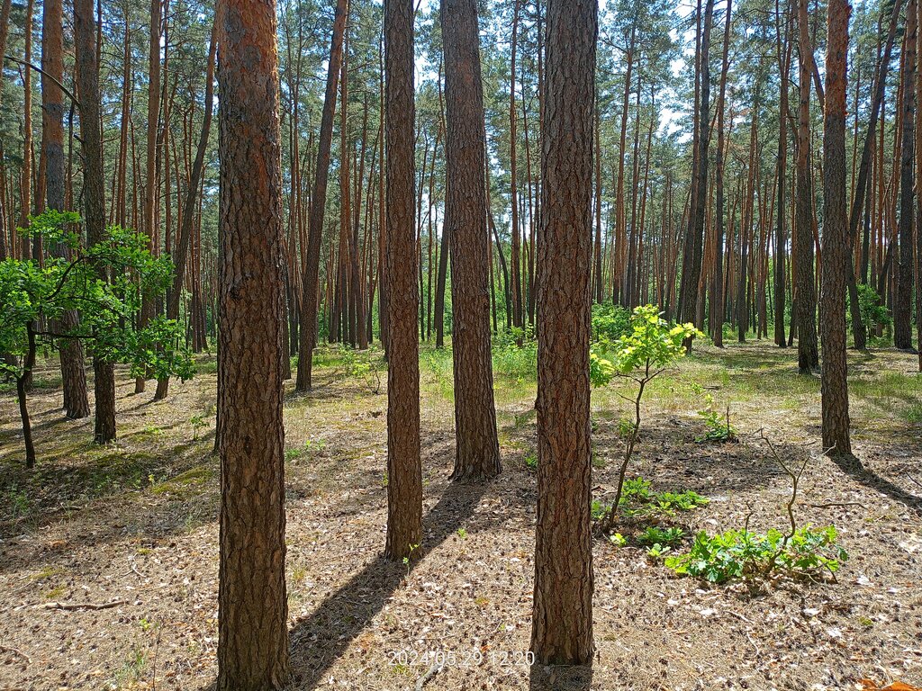Orman Урочище Красиво, Belgorodskaya oblastı, foto