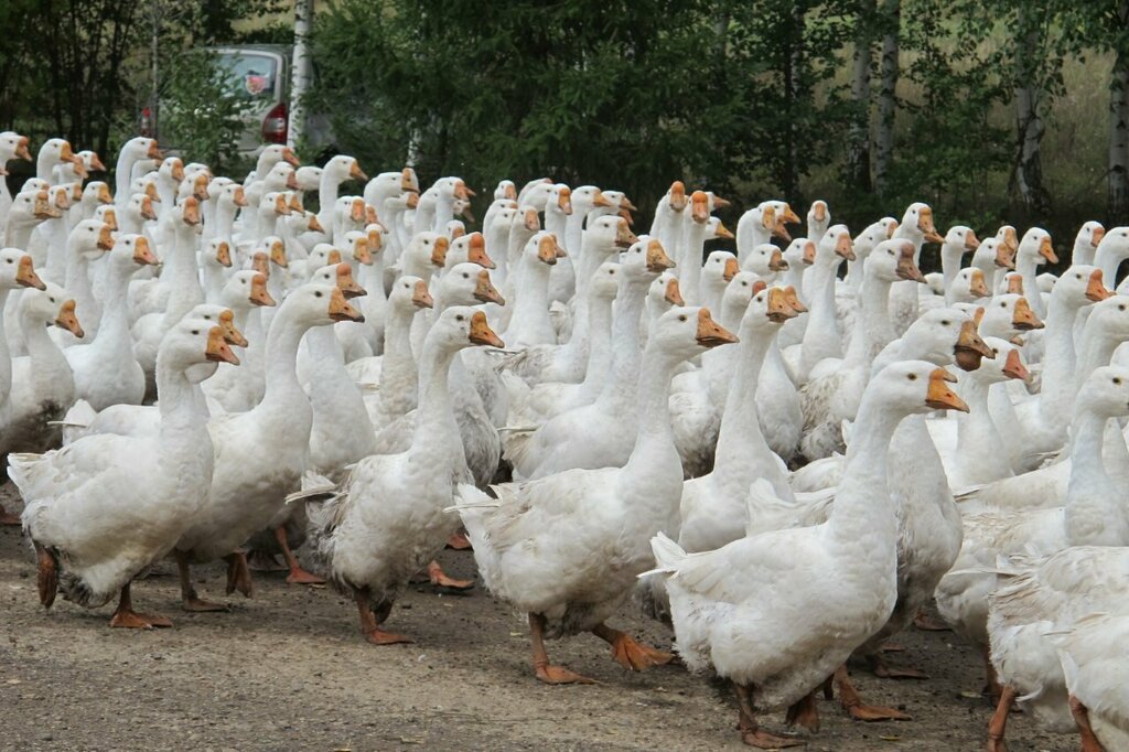 Tarım ürünleri firmaları Вурнарец гуси, Çuvaşya, foto