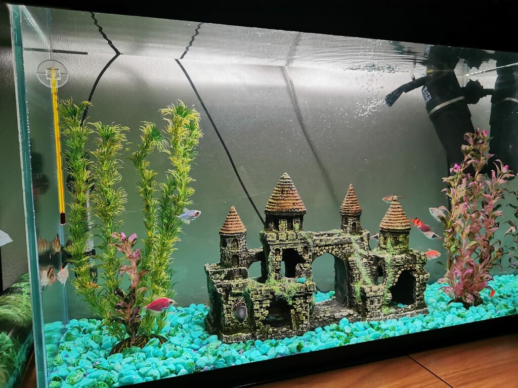 Petshop Золотая рыбка, Ufa, foto