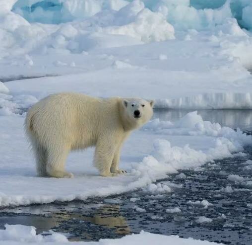 i̇nternet portalları Rabota Arktika, Krasnoyarski krayı, foto