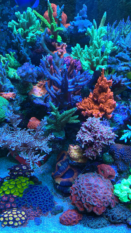 Petshop Студия Морские аквариумы, Elektrougli, foto