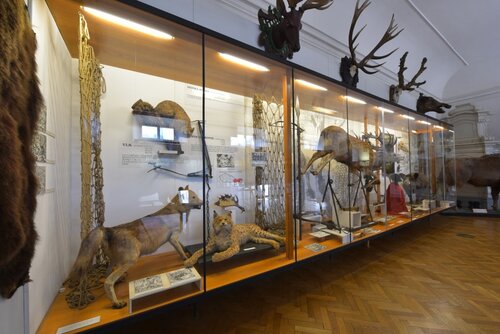 Müzeler ve sanat galerileri Muzeum lesnictví, myslivosti a rybářství – zámek Ohrada, Güney Bohemya Bölgesi, foto