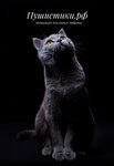 Пушистики.рф (Sovetskaya ulitsa No:3), petshop  Pikalevo'dan