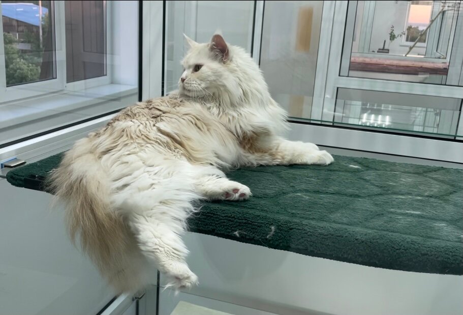 Pet otel Gostinica dlya koshek, Çeliabinsk, foto