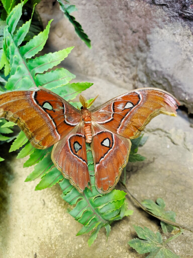 Sergi salonları, galeriler Мир бабочек, Anapa, foto