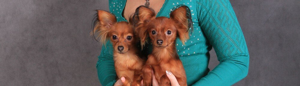 Evcil hayvan yetiştiricileri Питомник русских тоев Ласковая Русь, Luhovitsy, foto