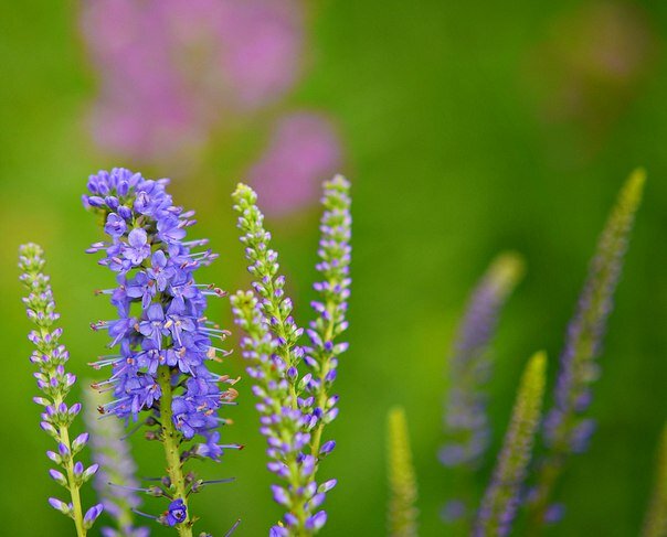 Bal ve arıcılık firmaları Paseki Lukash, Altayski krayı, foto
