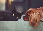 Pet Store (Tuscany, Livorno, Via Grotta delle Fate), tarım makineleri, ekipmanlar  Livorno'dan