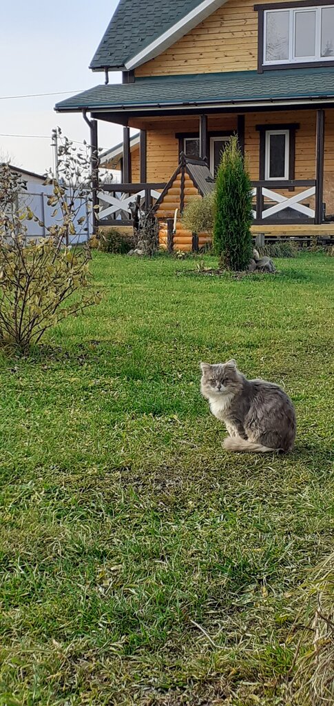 Bahçecilik dernekleri ve kuruluşları СН ТСН Новое Мечтаево, Moskova ve Moskovskaya oblastı, foto