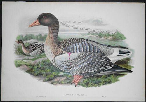 Antikacı dükkanları Rare Prints Gallery, Franklin, foto