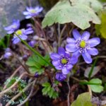 Sadium.ru (No:12, SNT Klyazma), sera ve bahçe ürünleri  Puşkino'dan