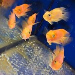 Pets Paradise (Tuscany, Provincia di Pisa, Via delle Sorgenti), hayvancılık