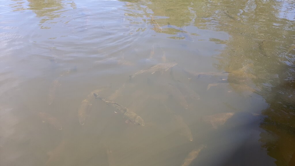 Balık çiftçiliği ve toptancıları Форелевое хозяйство, Başkurdistan, foto