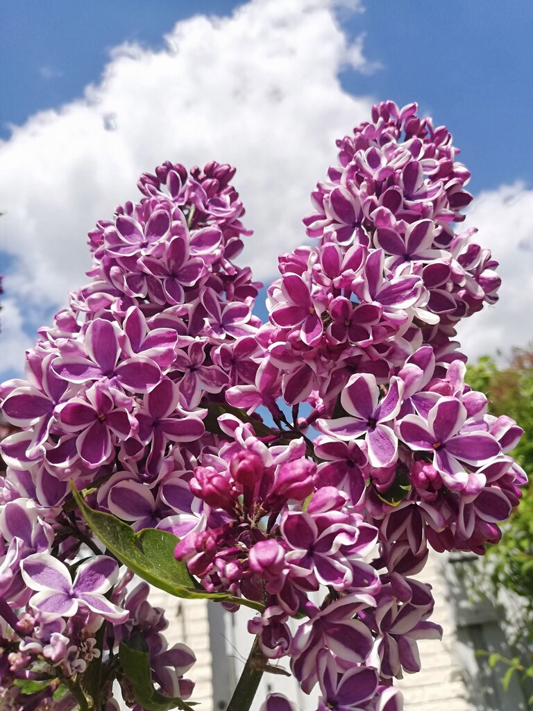 Çiçekçiler Городские цветы, Shumerlya, foto