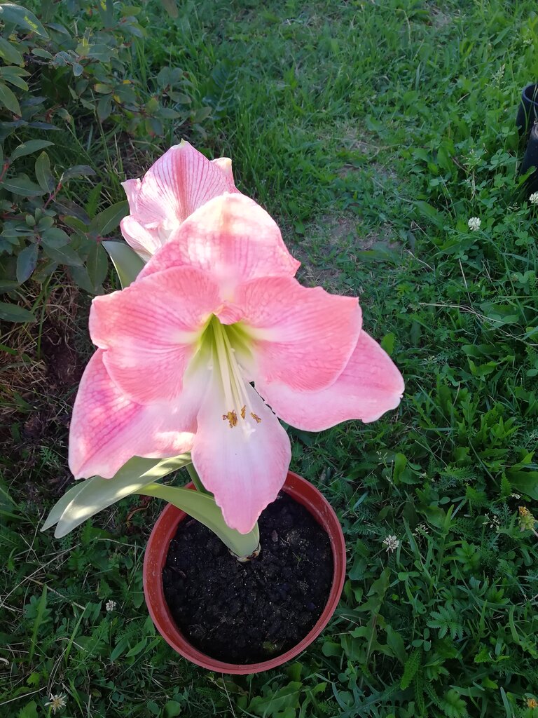 Sera ve bahçe ürünleri Садовый центр, Kolçugino, foto