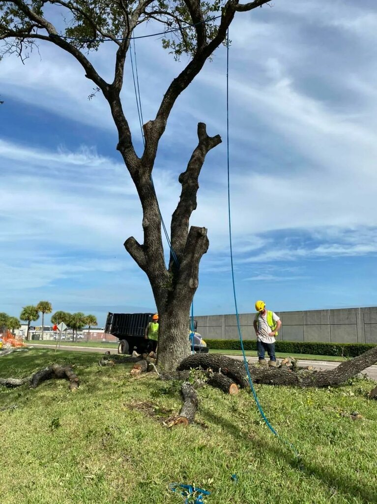 Bahçe ekipmanları ve teknolojileri Mid-Florida Tree Service, Inc, Florida Eyaleti, foto