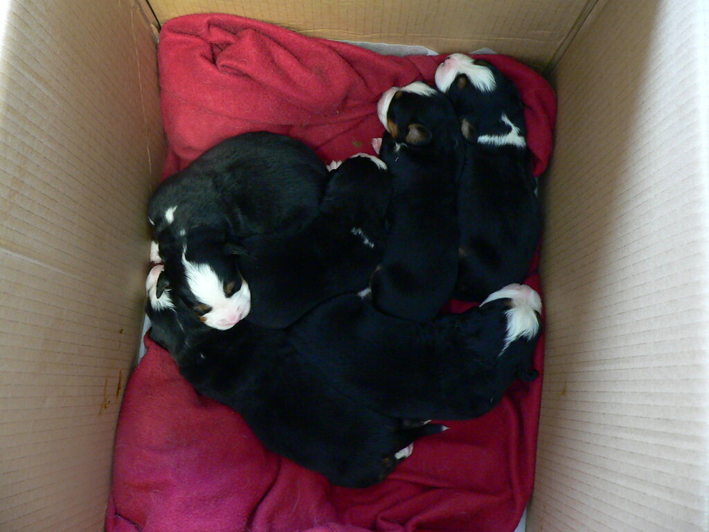 Evcil hayvan yetiştiricileri Aurum Vet S. R. O. - veterinární klinika, Ceske Budejovice, foto