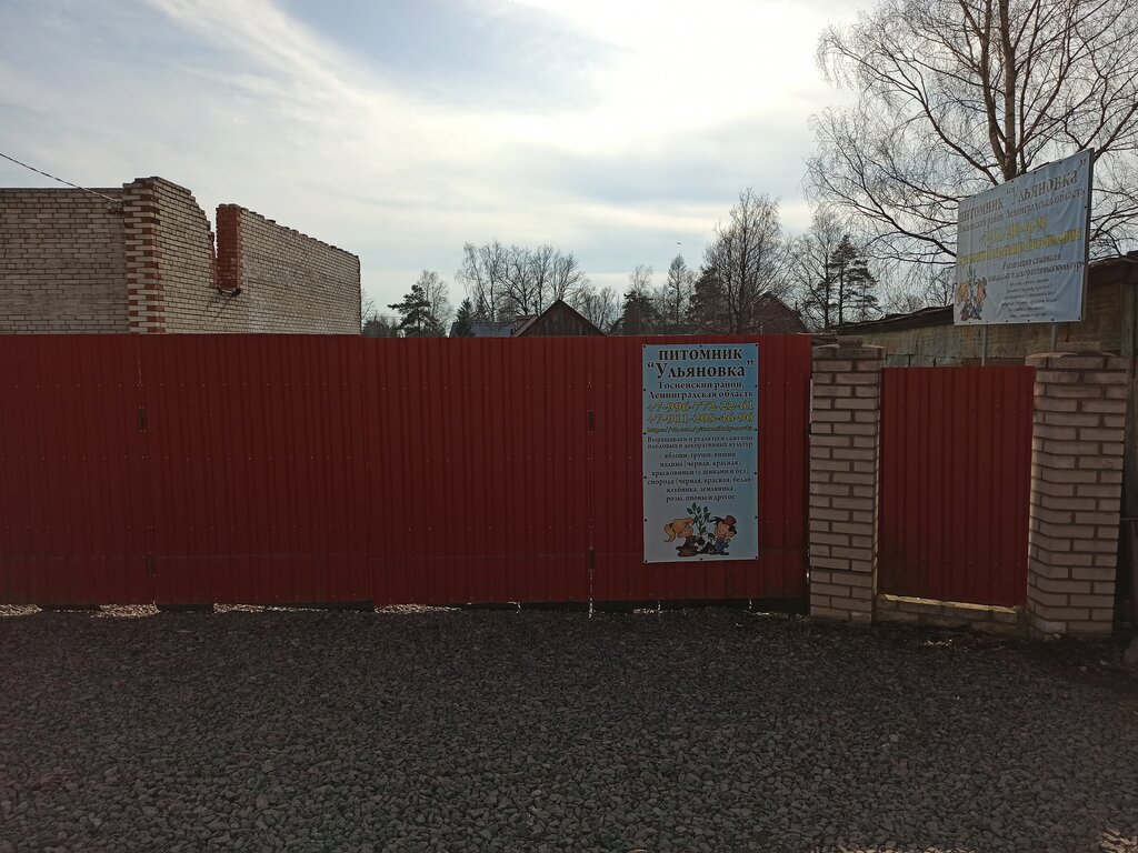 Fidan yetiştiriciliği Питомник Ульяновка, Saint‑Petersburg ve Leningradskaya oblastı, foto