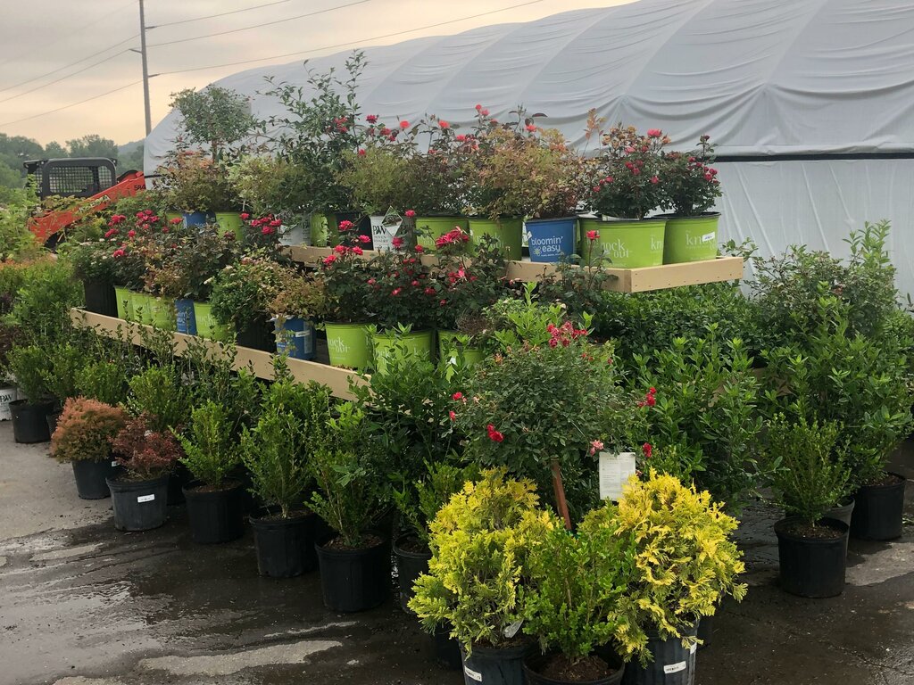 Peyzaj tasarımı OuterElements, Georgia Eyaleti, foto