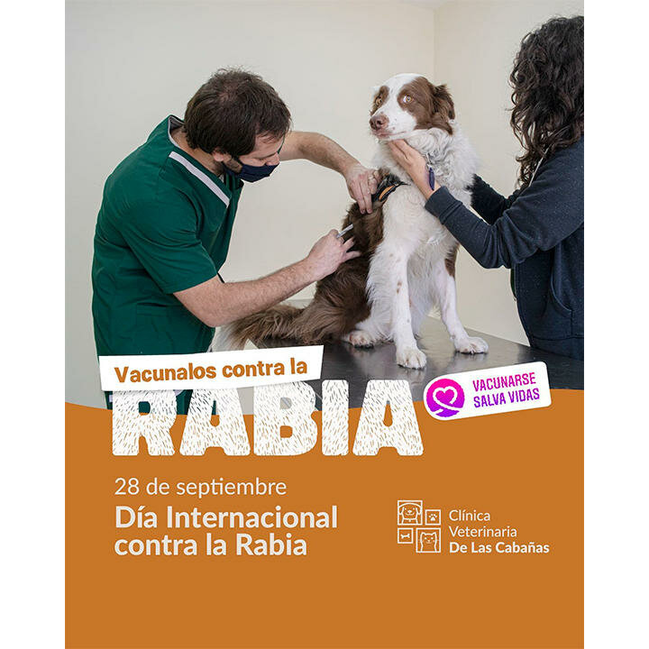 Veteriner klinikleri Veterinarias de las Cabañas, , foto