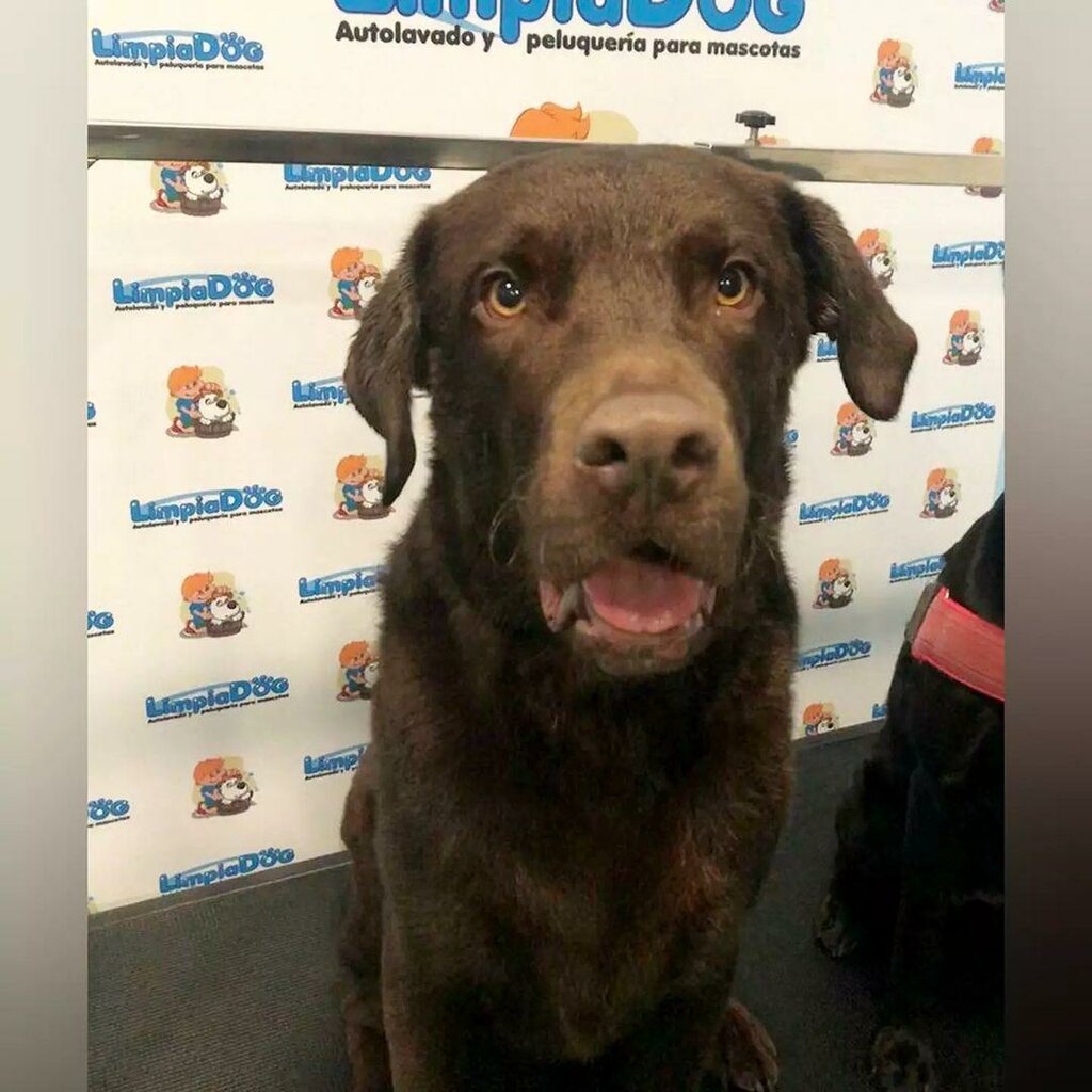 Evcil hayvan kuaförleri LimpiaDog Peñagrande, Madrid, foto