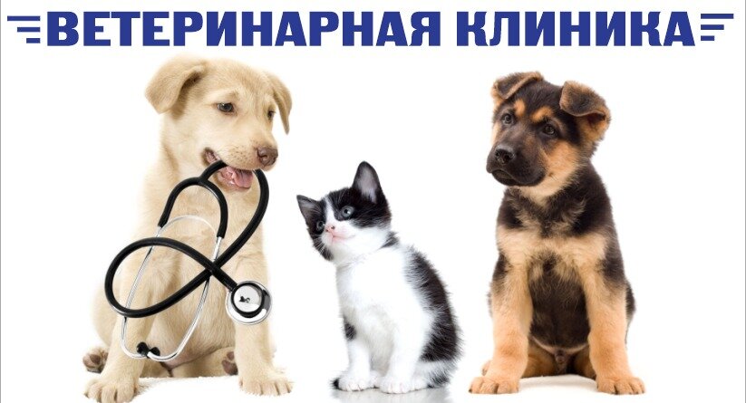 Veteriner klinikleri Veterinary clinic, Arsenev, foto