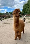 Agrousadba Naturlich (Biarozavaja vulica No:4, vioska Dziekaly), hayvanat bahçeleri  Brestskaya oblastından
