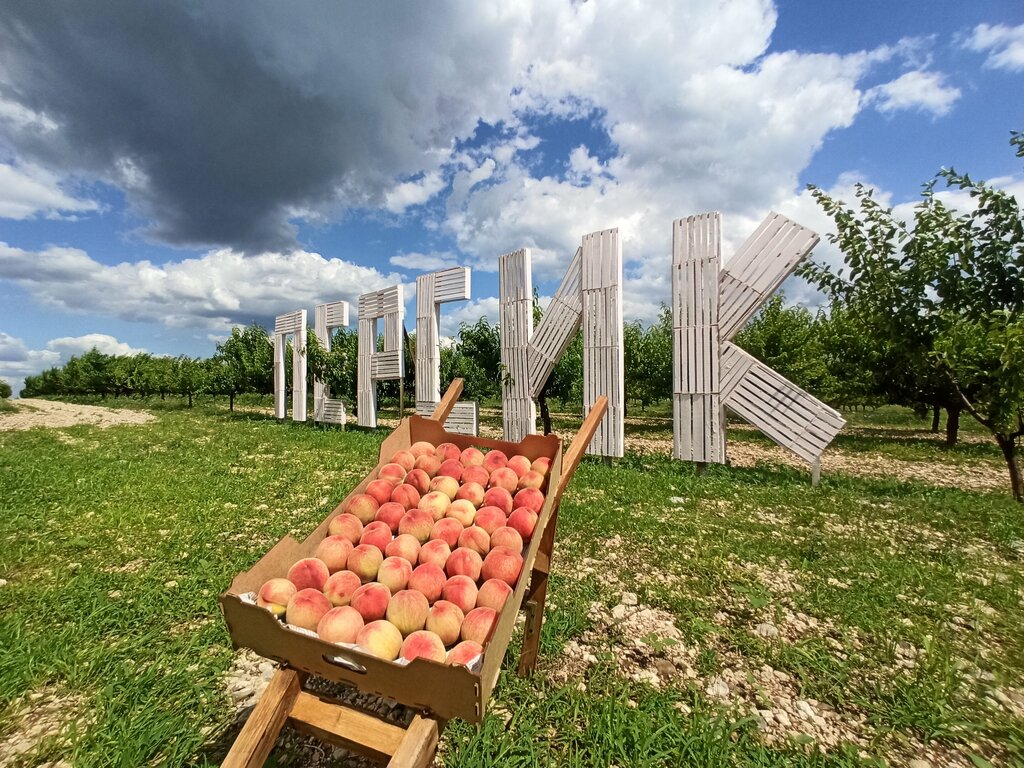 Tarım firmaları Бахчисарайский персик, Kırım Cumhuriyeti, foto