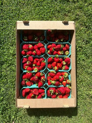 Yemişler Ягода из Чистого, Nijegorodskaya oblastı, foto