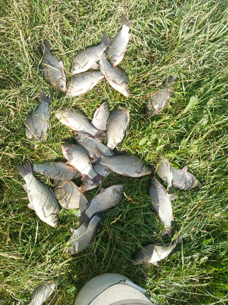 Plaj Пляж, Saratovskaya oblastı, foto